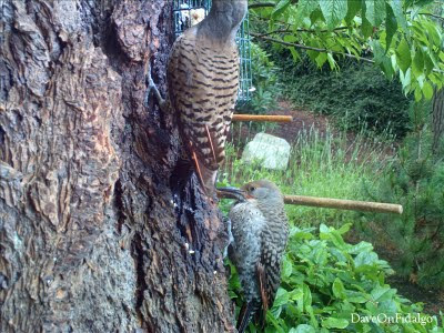 Baby Pictures: Northern Flicker