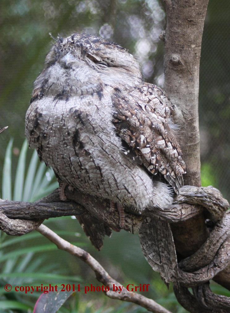 Griff's Bird Photos: Frogmouth (Tawny)