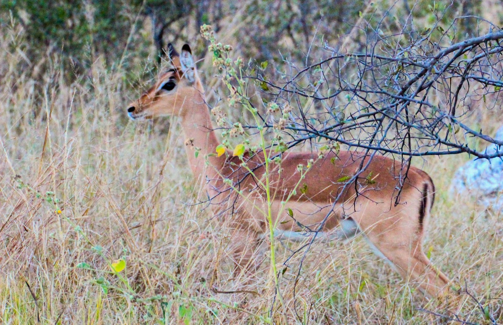 Cannundrums: Common Impala
