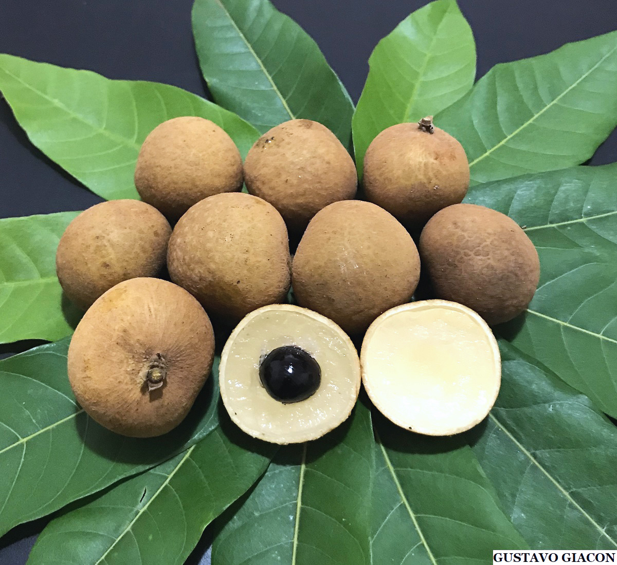 Viveiro Ciprest - Plantas Nativas e Exóticas: Longana Tailandesa Biew ...