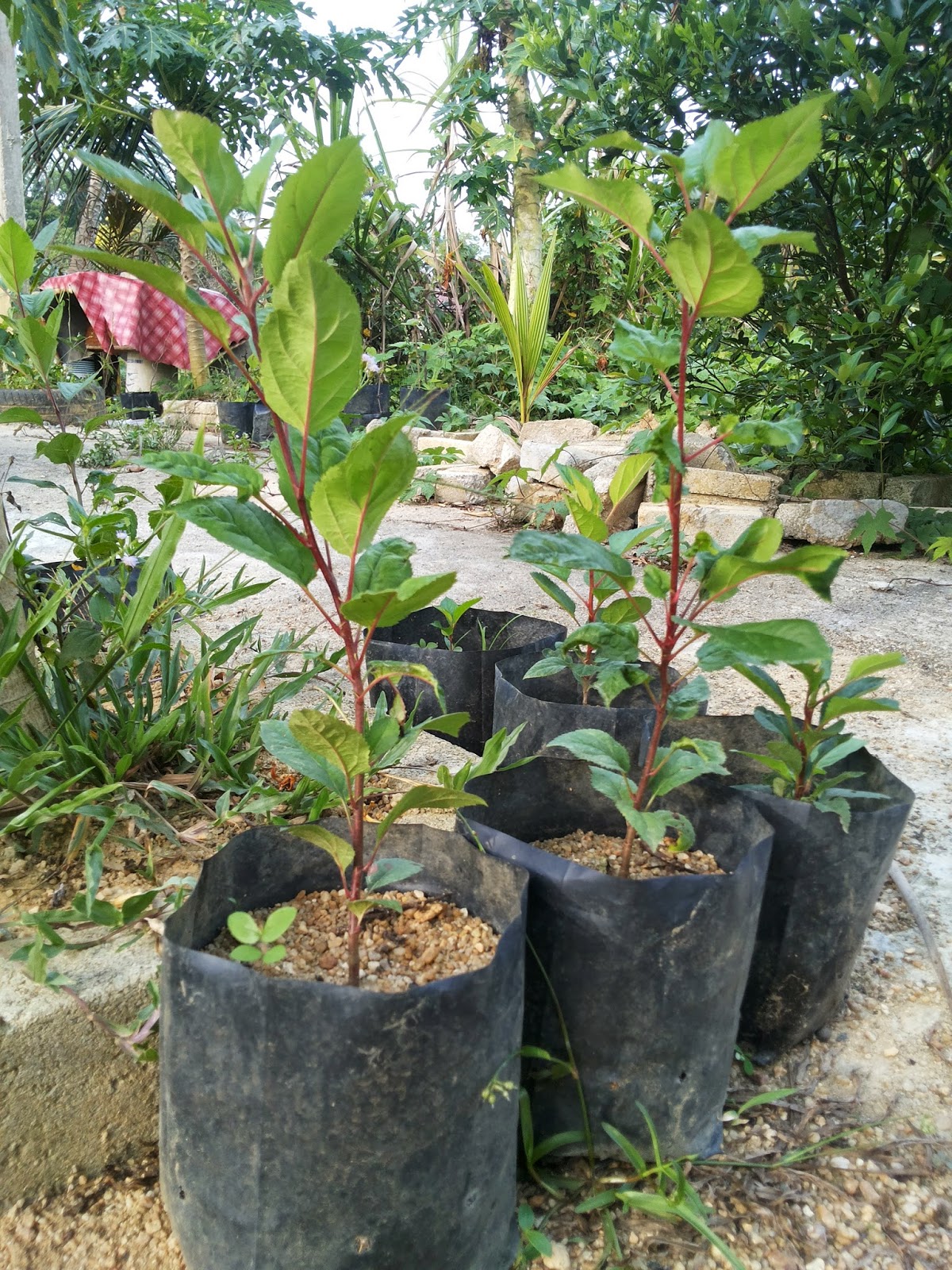 Mohd Sobri Hussin: Benih Pokok Apple