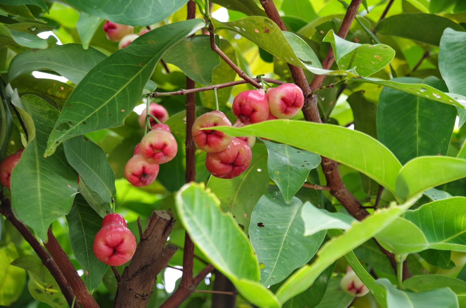 Trees and Plants: Jambu