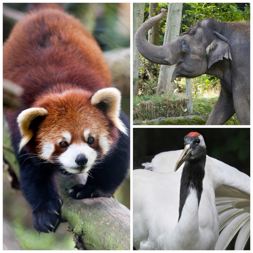 Join us for Asian Wildlife Conservation Day