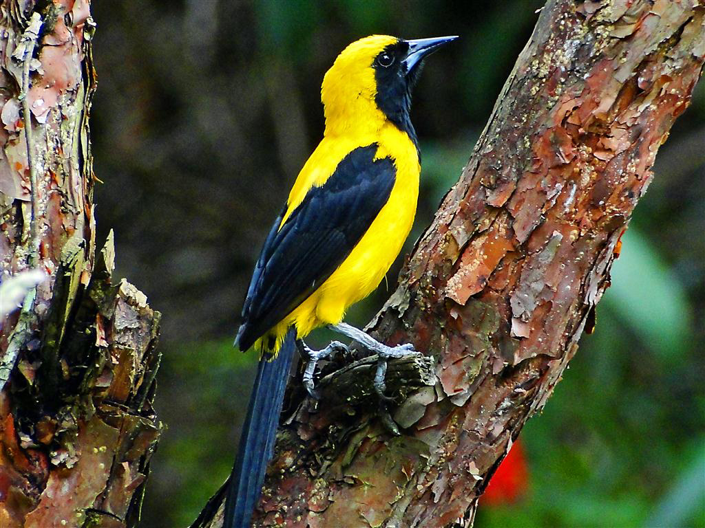 Bellas Aves de El Salvador: Icterus chrysater (chiltota de espalda ...
