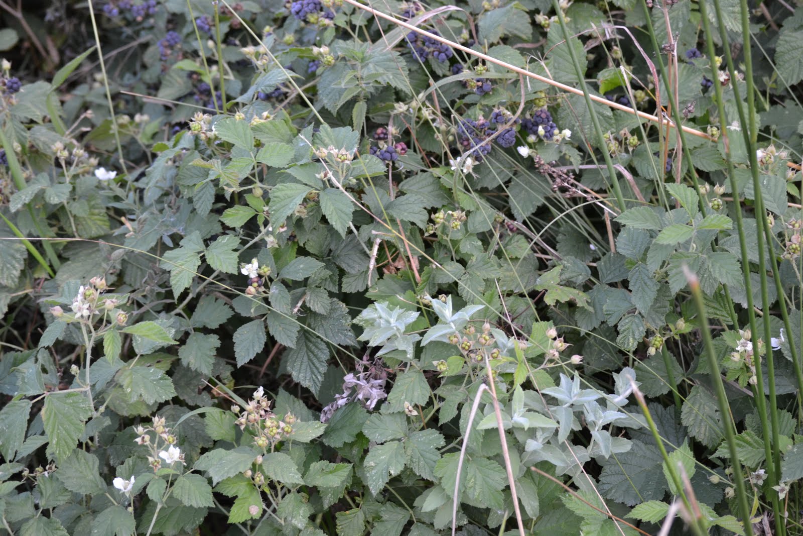 EN EL MONCAYO: Zarza Pajarera (Rubus caesius )
