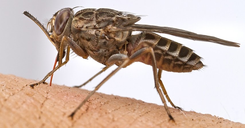 Dangerous Animal: TSETSE FLY