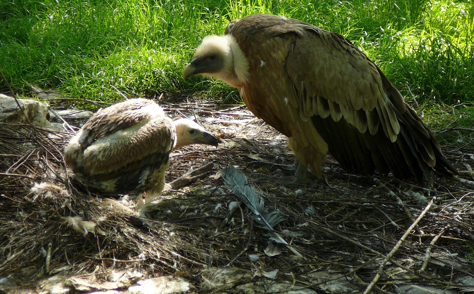 Fascinated by Vultures: 45 days old Eurasian Griffon Vulture chick