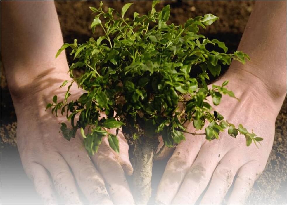 Project GREEN!: About Us