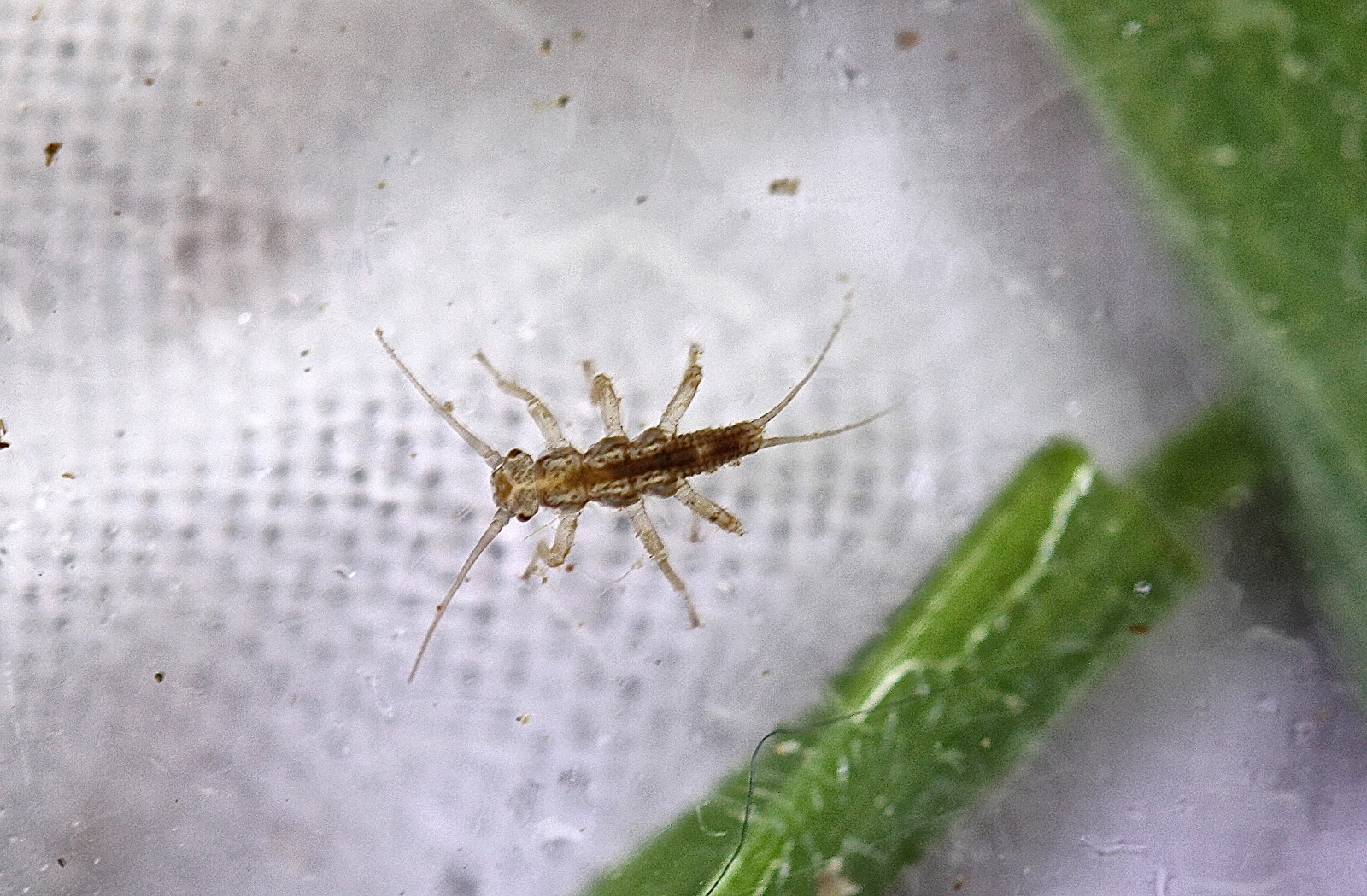 Aquatic Insects of Central Virginia: 找到了! (Gotcha!): The First Large ...