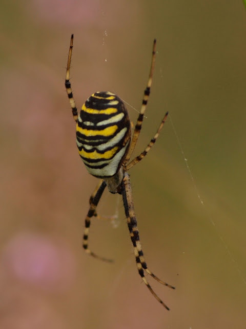 Natuurfotografie Ab Wisselink : Wespspin of tijgerspin