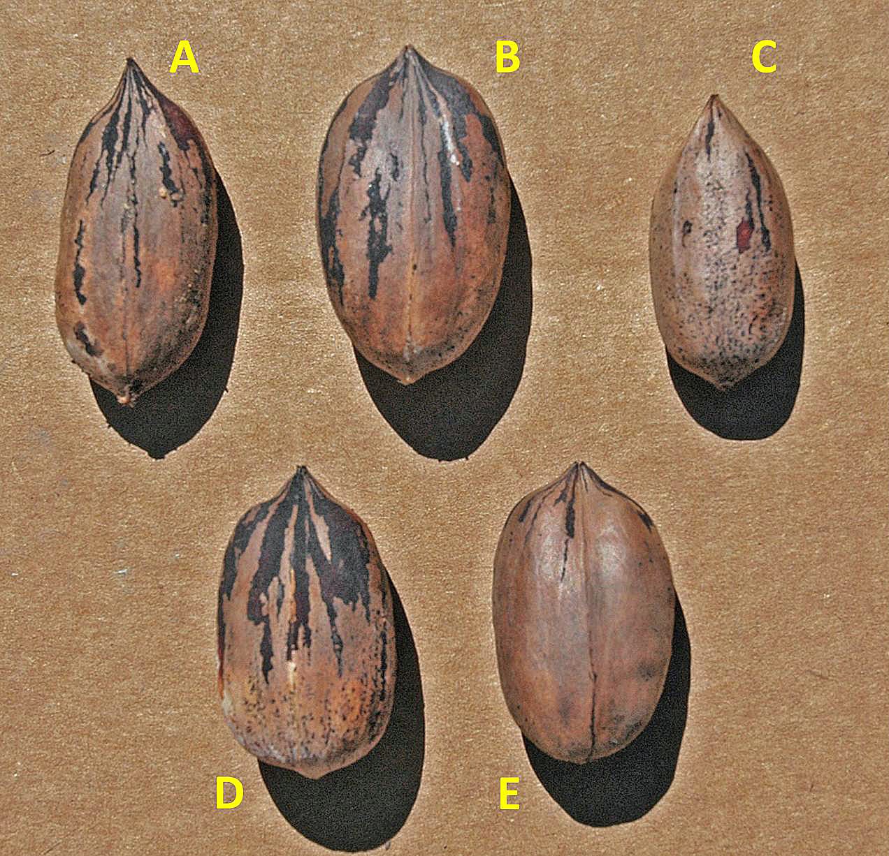 Northern Pecans: Don't judge a pecan by its cover