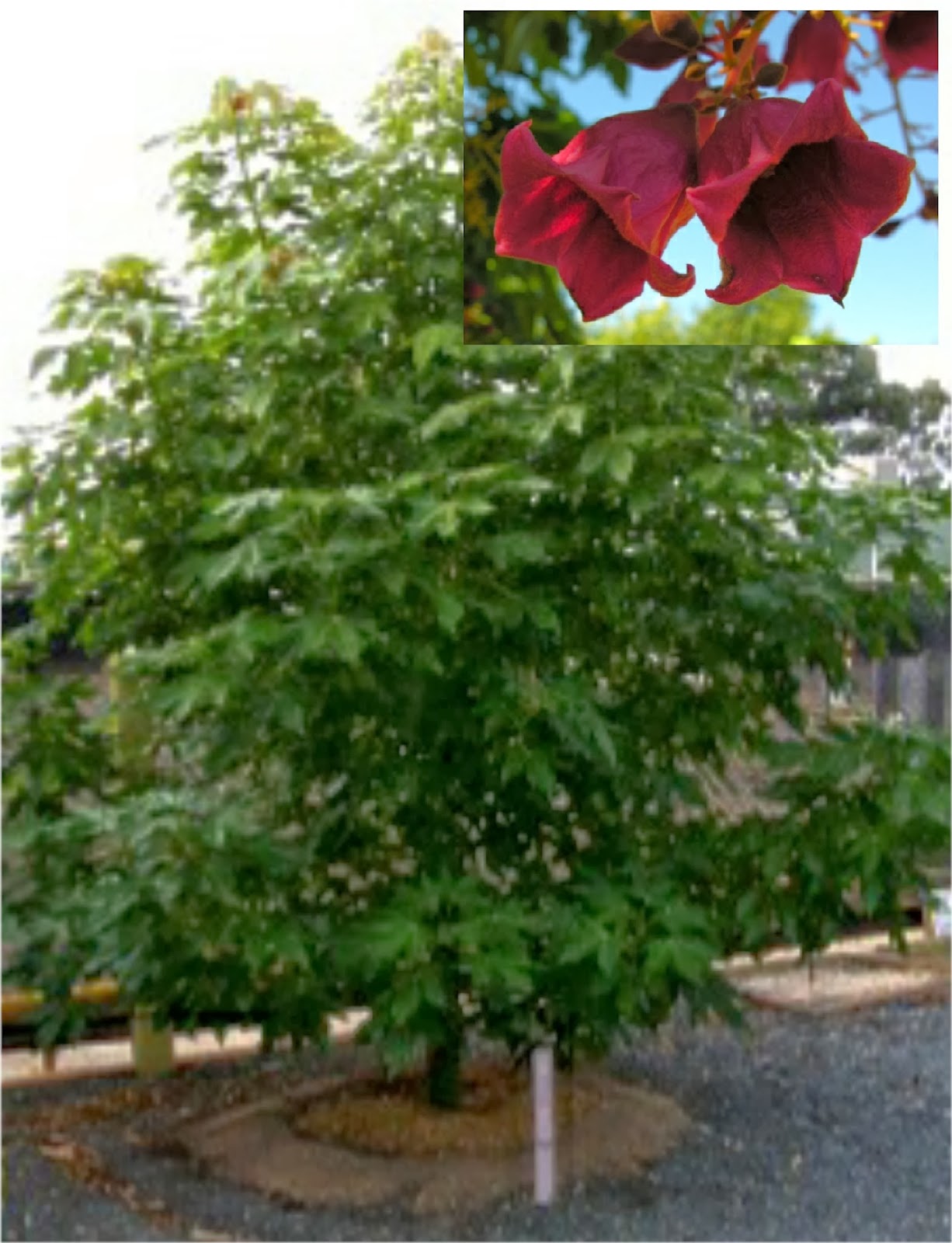 BANGALOW TREE TALES: COMPACT NATIVE TREES FOR URBAN LANDSCAPES...