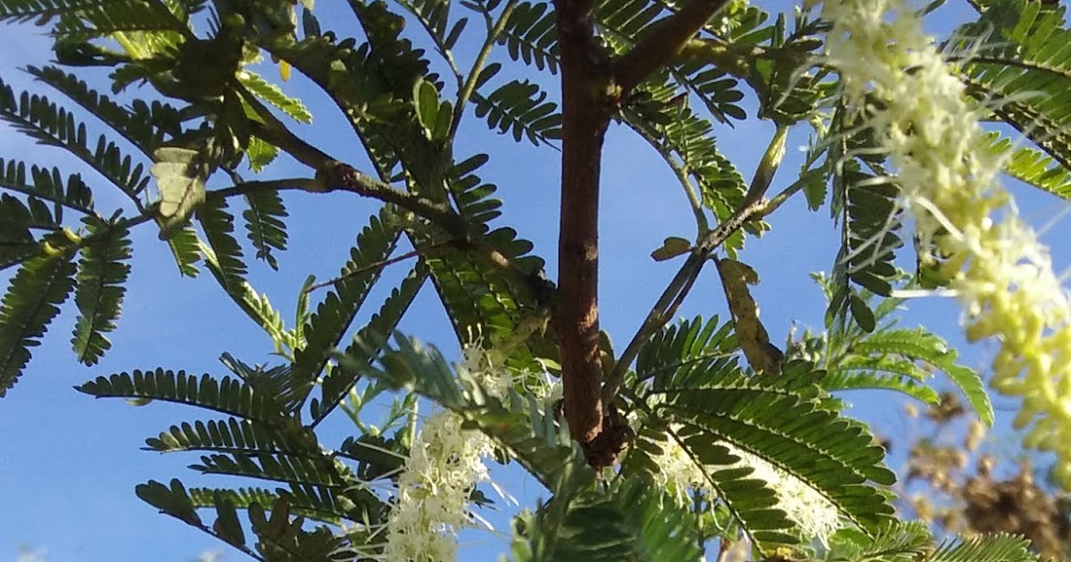 Flor de jurema : jurema