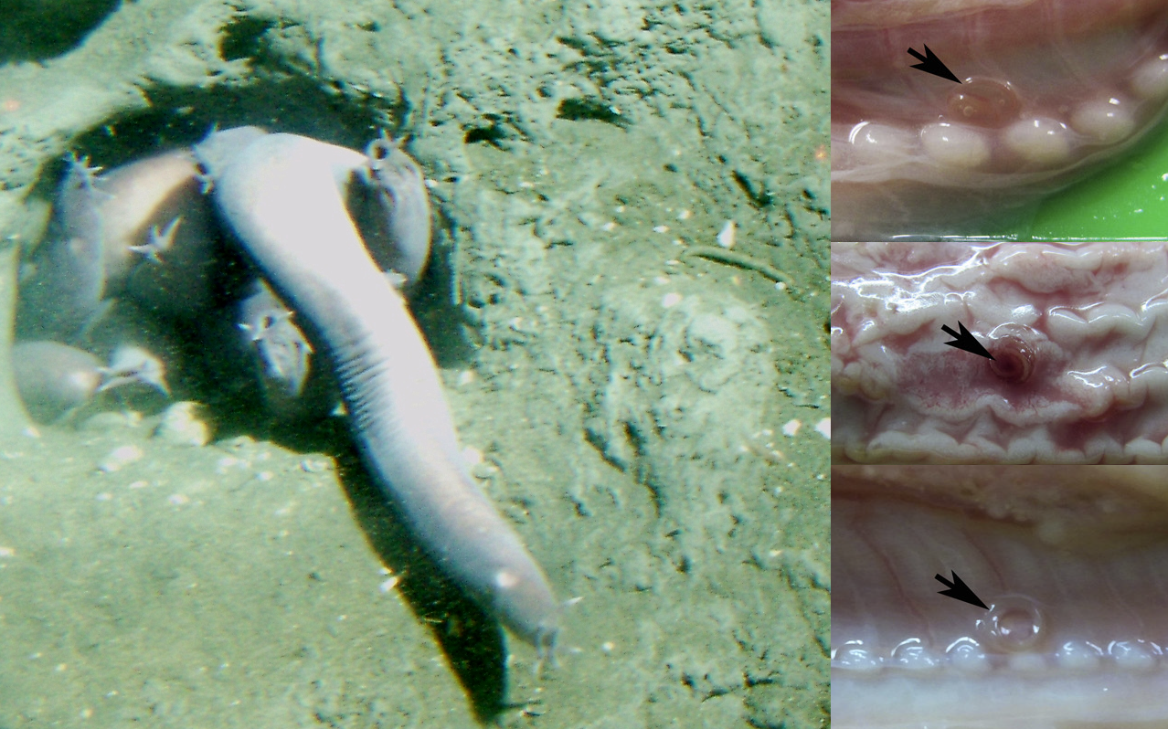 Parasite of the Day: Anisakis pegreffii