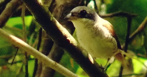 Types of Birds: Shrikes