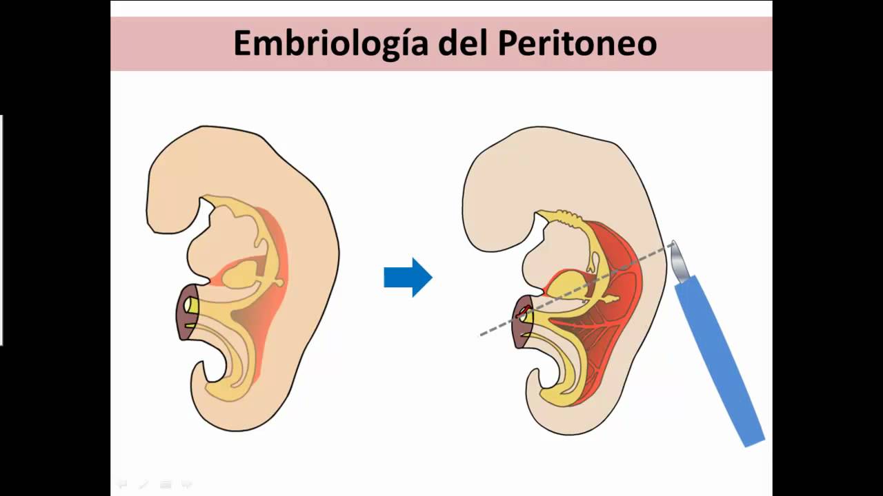 Histo Embriologia : Embriologia del Sistema Digestivo