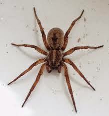 Ibrahim Online: The Spider- Mentioned In Holy Quran And The Scientific ...