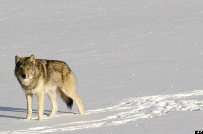 STOP WOLF HUNTS: MICHIGAN WOLVES ~ ACTIONS ~ NEWS