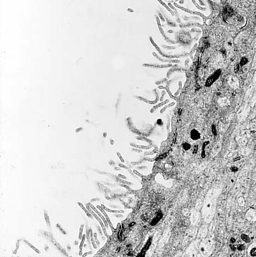 Membrana Plasmática: Cerca de la Membrana Plasmática