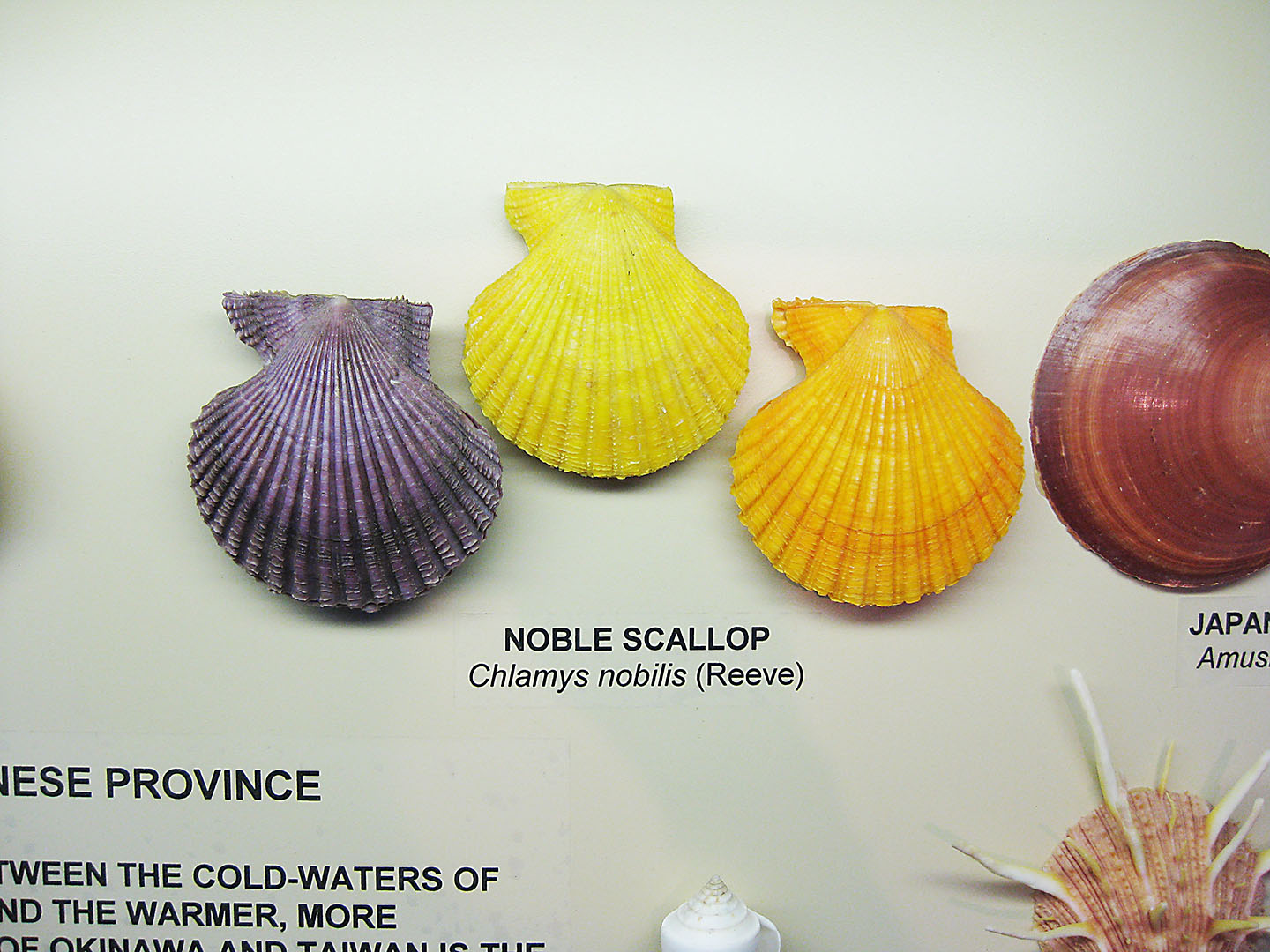 Sanibel Island - Lighthouse Beach and the Seashell Museum