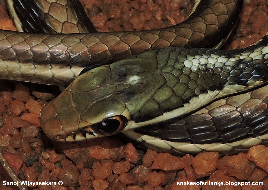 Common Bronzeback/තුරු හාල්දණ්ඩා (Dendrelaphis tristis-Daudin, 1803)
