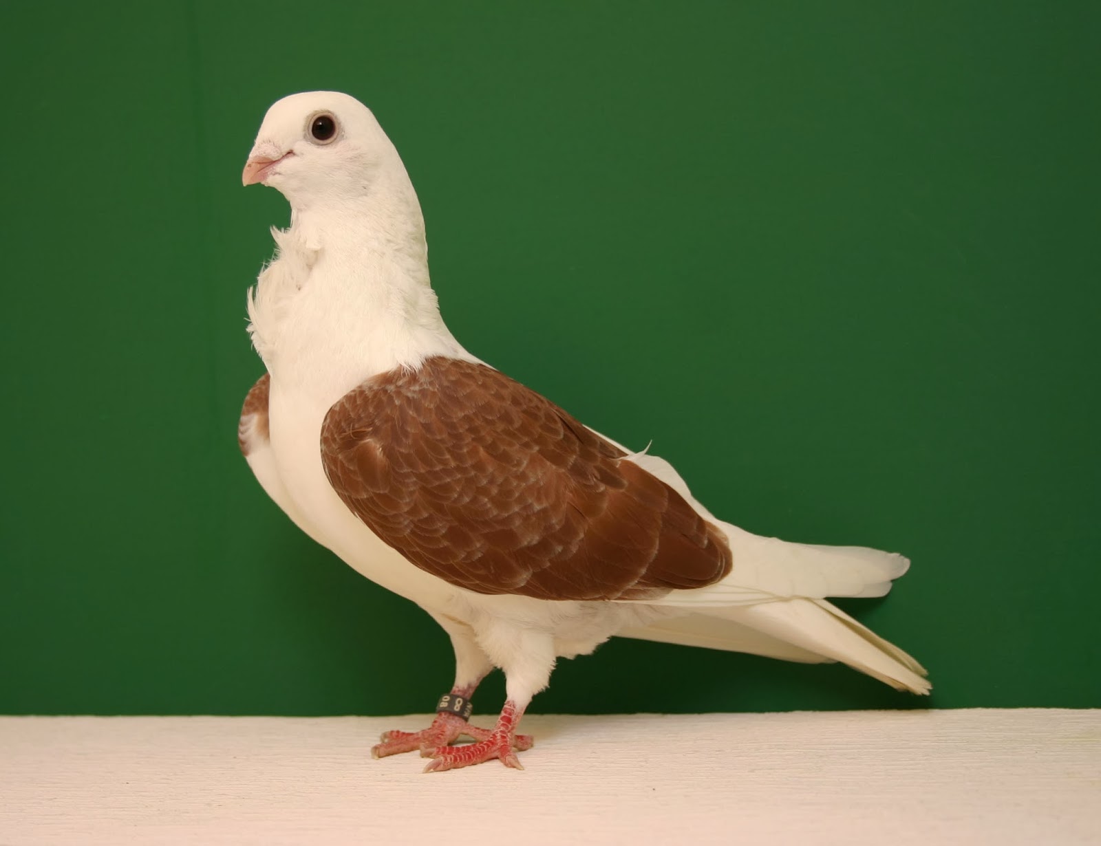 Pigeon Encyclopedia: Macedonian Turbit
