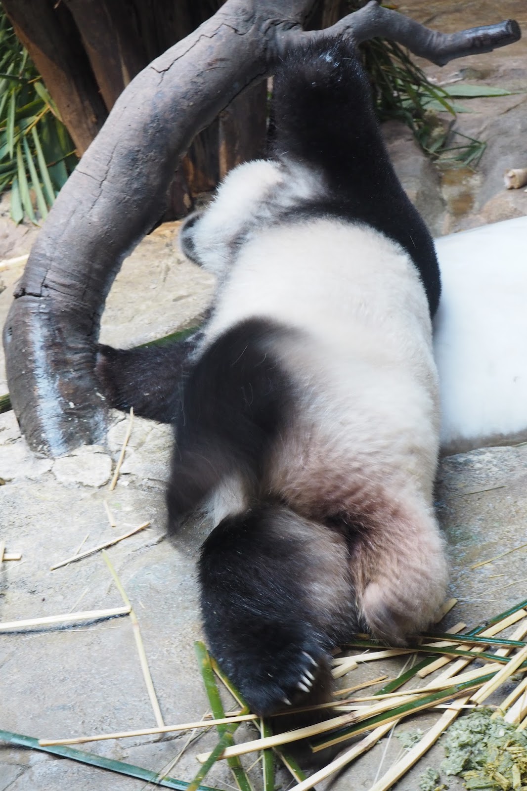 Kee Hua Chee Live!: AMBER CHIA BRINGS HER PARENTS CHIA HUN POY AND CHUA ...