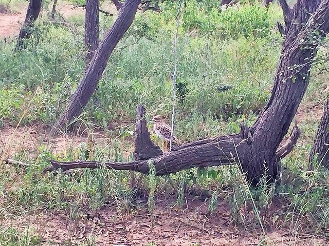 THE BIRDS: TALA NATURE RESERVE AND SURROUNDS
