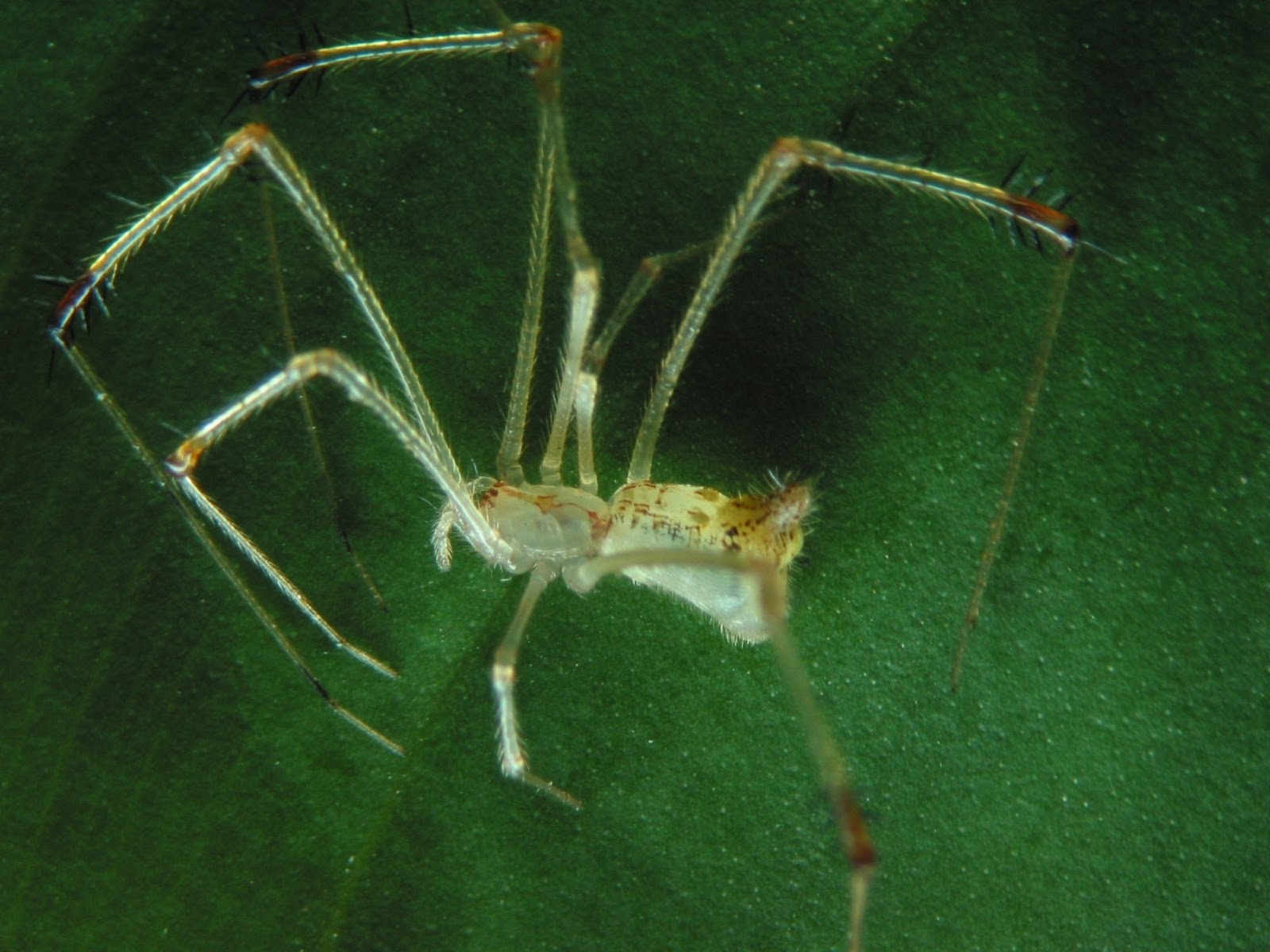 Cob Web Spiders of India