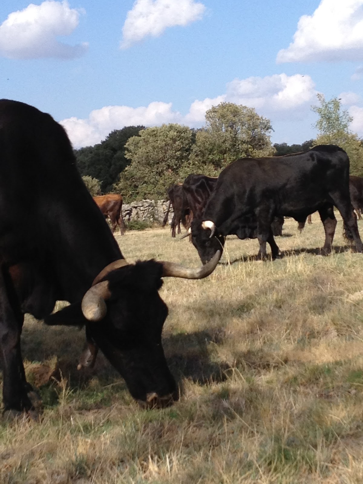 En Sayago: vaca sayaguesa