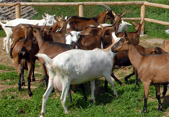 Capre de rasa de vanzare