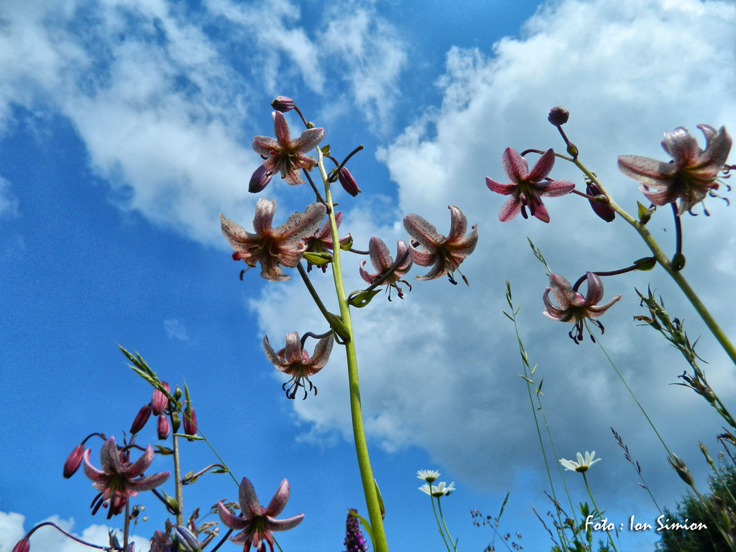 De vorba cu mine însumi: Crinul de padure