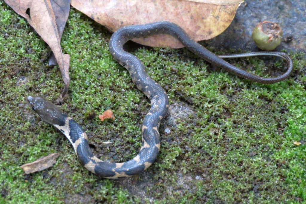harithacharika - Travelling Nature in Sri Lanka: Sinharaja - Pitadeniya