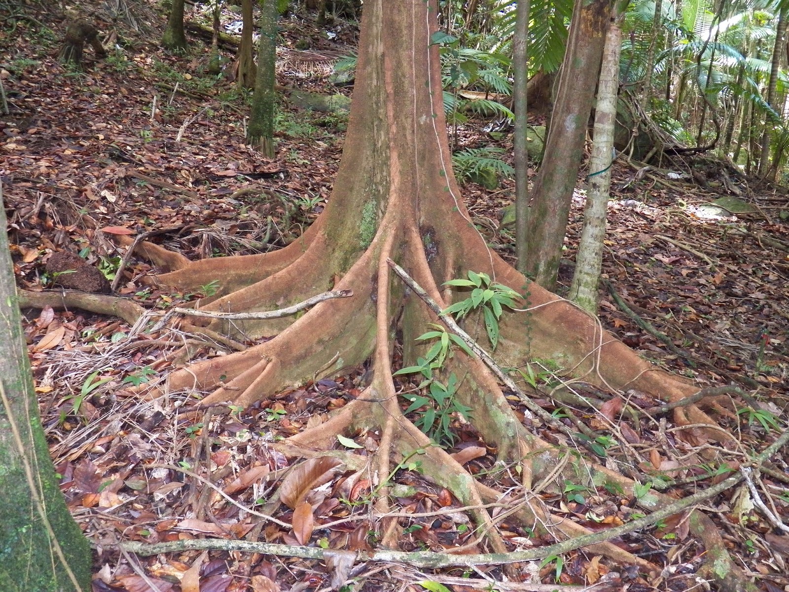 FORO JOSÉ HERRADOR DE RECURSOS HUMANOS: LOS TABONUCOS, por NIEVES ...