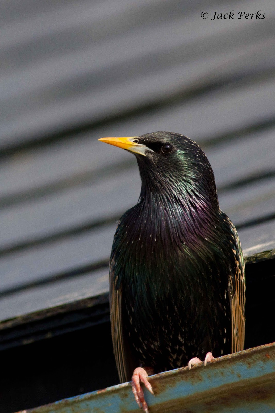 Jack Perks Photography: St ives Bird Photography