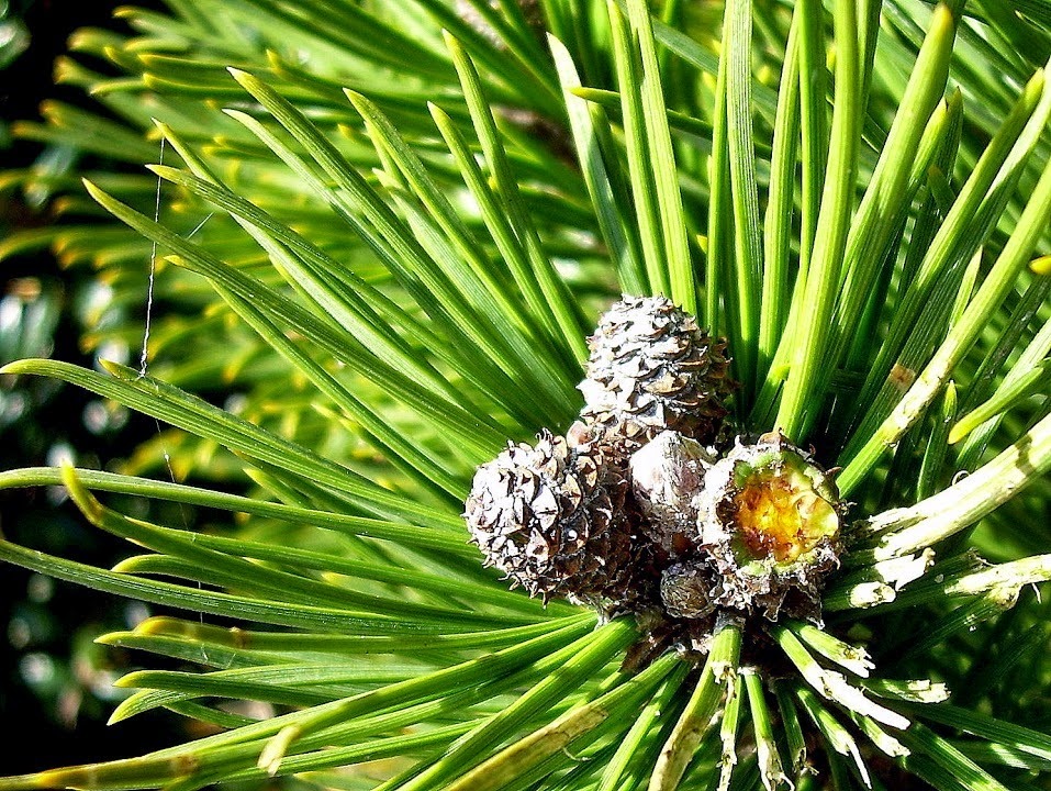 Taxonomia Plantae no Magnoliopsida: Phylum Tracheophyta Clase Pinopsida ...