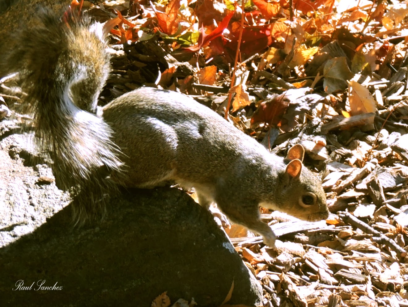 Naturaleza Viva : La ardilla común (Sciurus vulgaris )