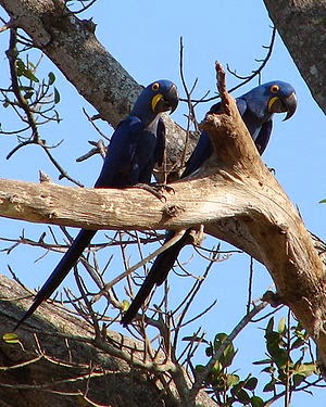 Adventures in Bird-Keeping: Bird Profile: Hyacinth Macaw