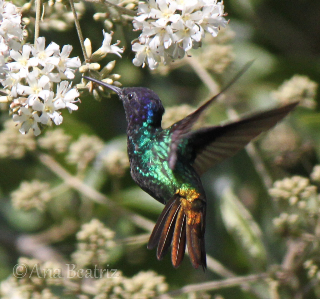 Aventura fotográfica: Colibri Cola de Oro (Golden-tailed Sapphire)