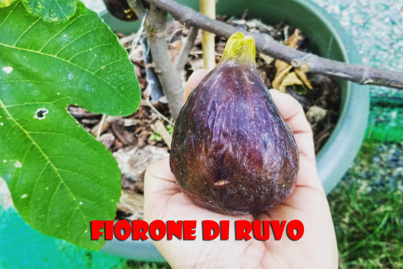 Seattle Garden & Fruit Adventures: Tasting the Fiorone Di Ruvo Breba ...