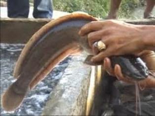 Mengenal Lele Phyton | Berternak Lele