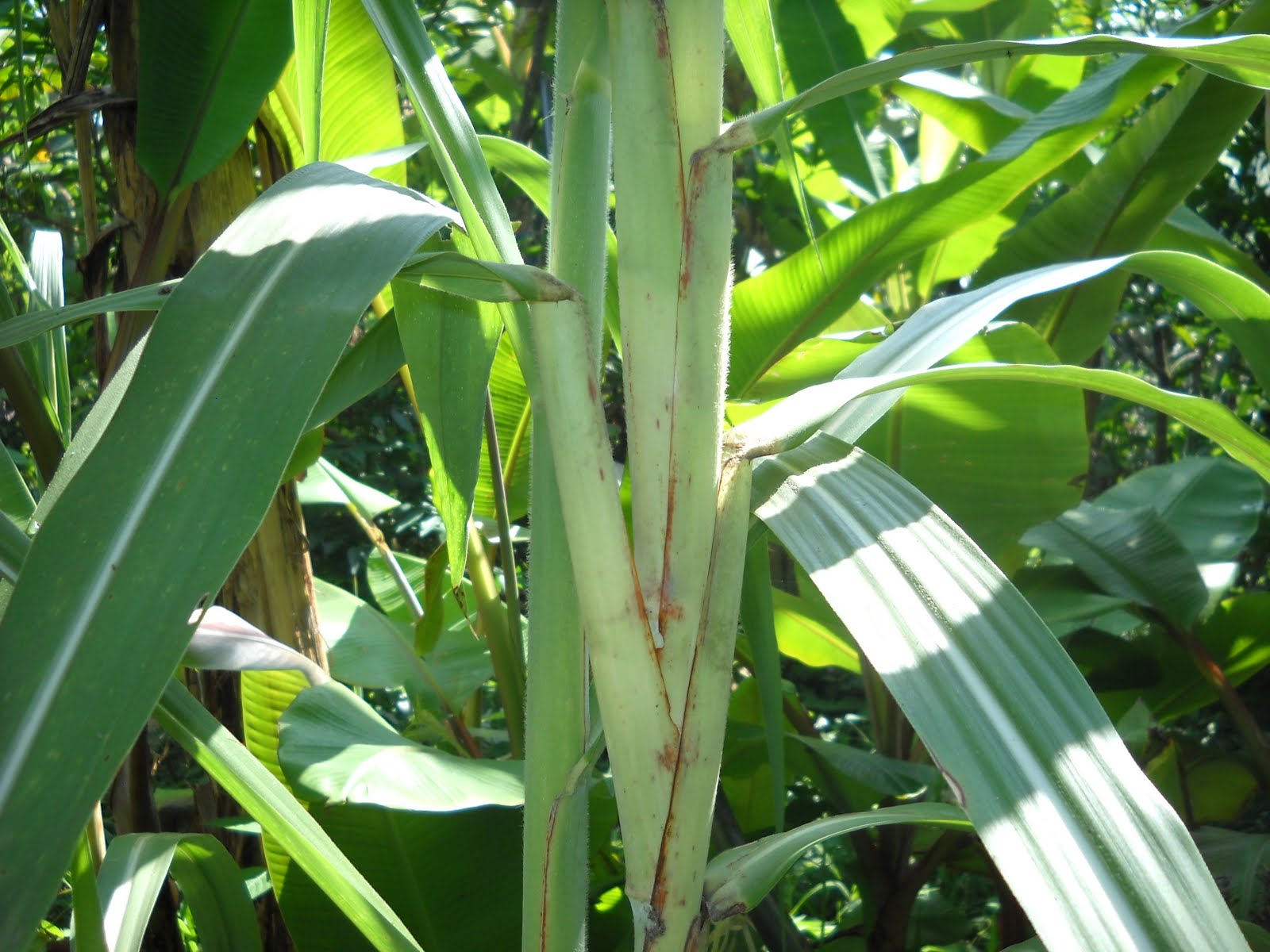 Tanaman Obat Tebu: E. Jenis-Jenis Tanaman Tebu