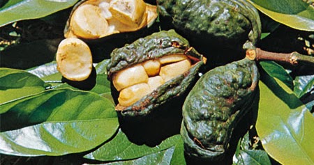 The Kola Nut As An Igbo Cultural And Social Symbol