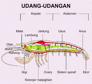 materi biologi: Makalah Arthropoda