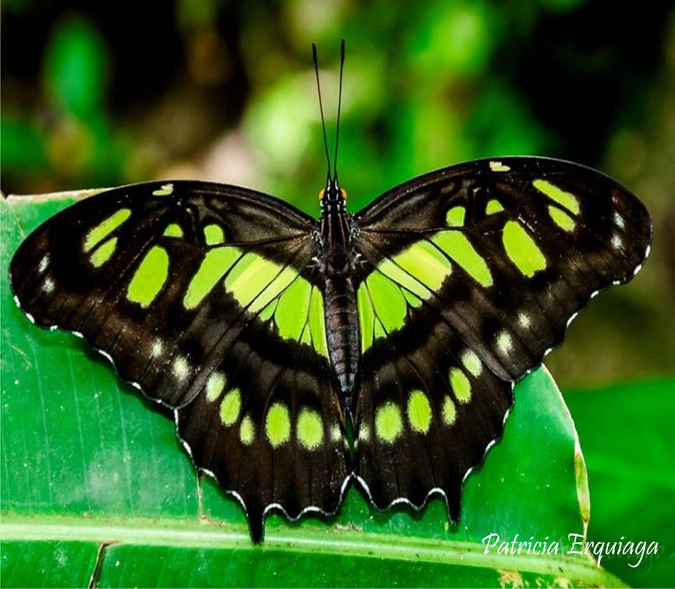 Siproeta stelenes ~ Butterfly Species Of The World