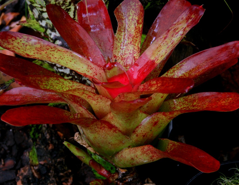 Bromeliad Exotics: ***Photo Page 2 - *Bromeliad-Exotics*