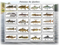 Dino Paquette Gaspésien11: Les divers poissons du Québec