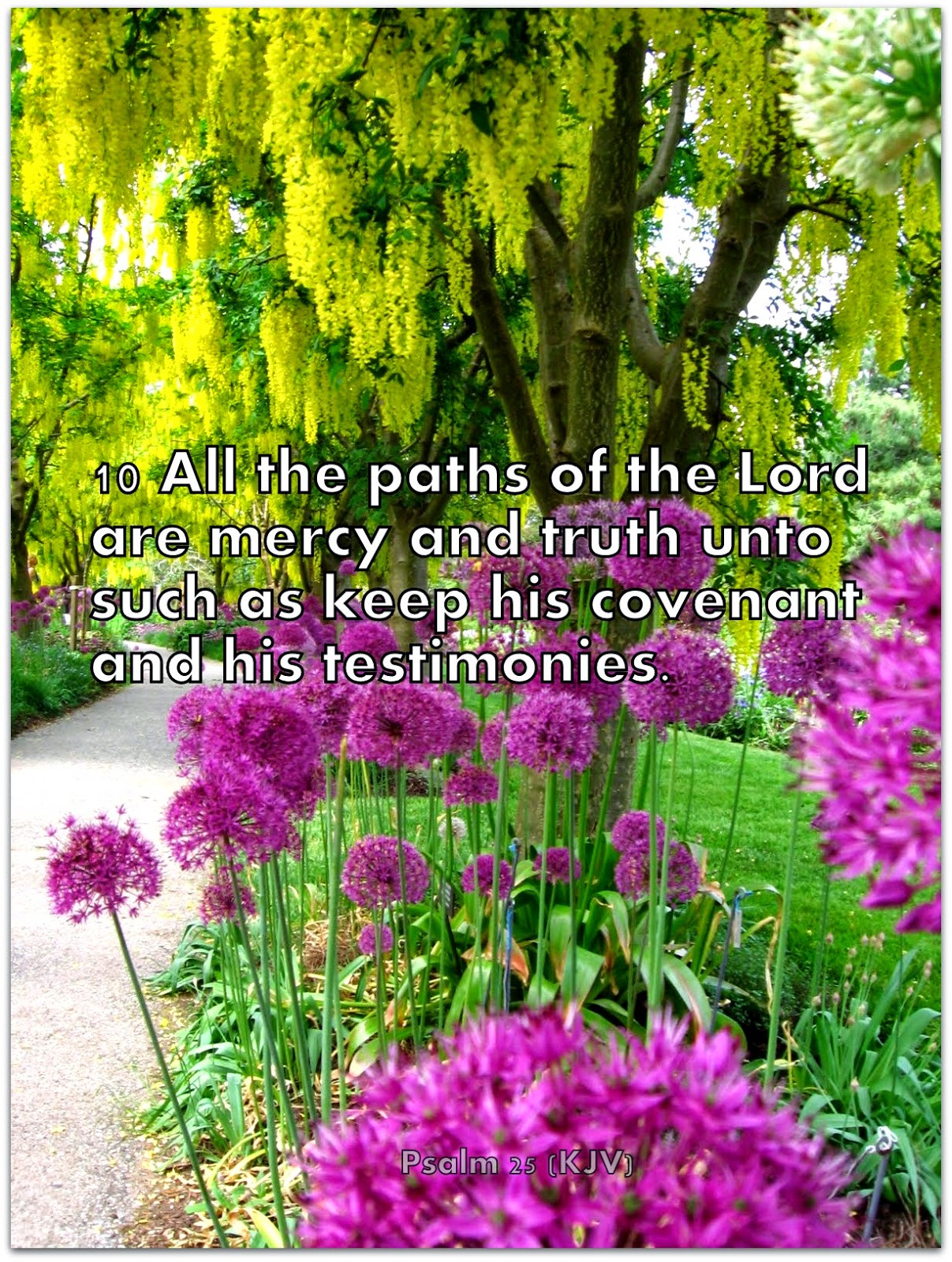 Red Pill Diaries: Psalm 25 (KJV)