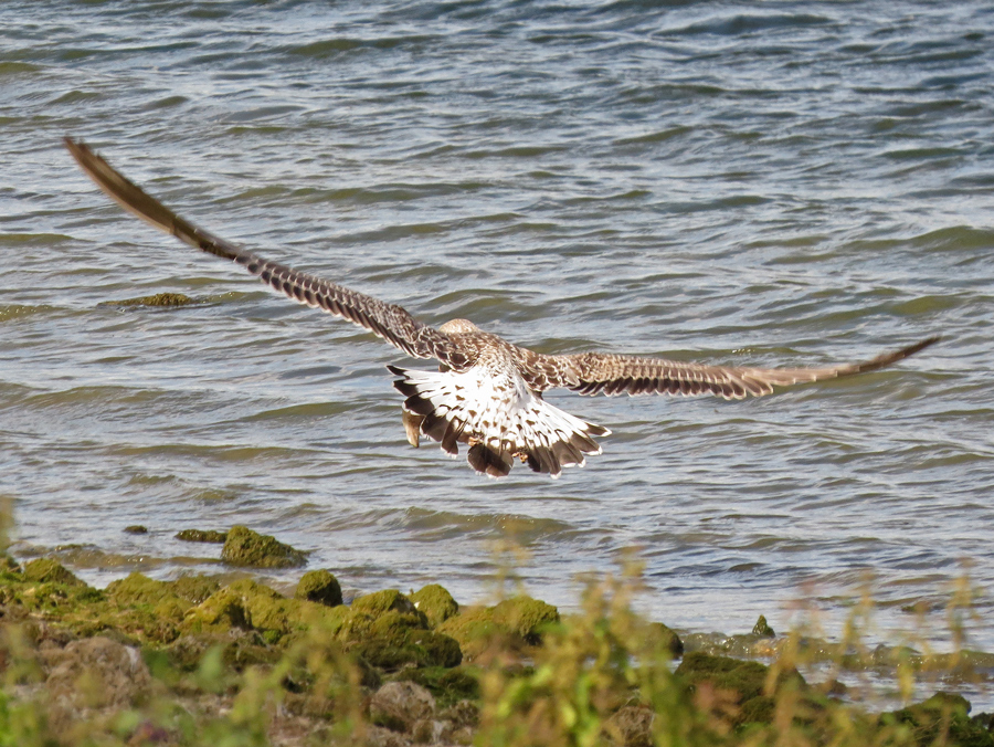Trittiford mill pond and Birding adventures from near and afar : Yellow ...
