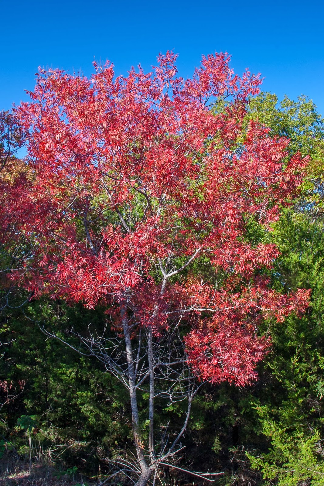 NatureWatch: Leafy Treasures